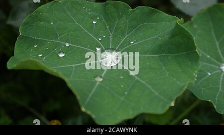 Closeup shot of the crystal clear raindrops on the plant Stock Photo ...