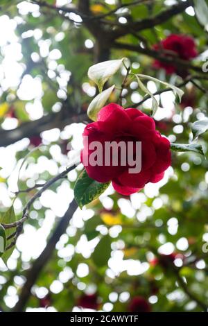 Selective focus shot of a blossomed rose head on the bush outdoors ...