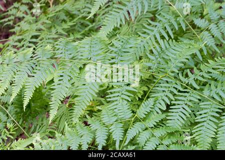 Fern leaf, pteridium aquilinum, forest, green fern leaves Stock Photo ...