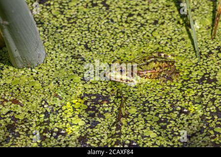 a green water frog swims well camouflaged in the pond Stock Photo - Alamy