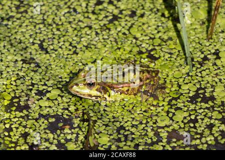 a green water frog swims well camouflaged in the pond Stock Photo - Alamy