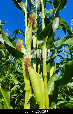 Tutzing, Deutschland. 08th Aug, 2020. Tutzing, Germany August 08, 2020 ...