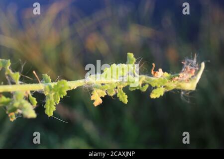 Chenopodium botrys, Jerusalem Oak. Wild plant shot in summer Stock ...