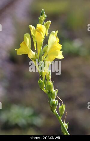 Linaria genistifolia, broomleaf toadflax. Wild plant shot in summer ...