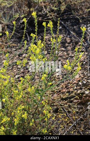 Linaria genistifolia, broomleaf toadflax. Wild plant shot in summer ...