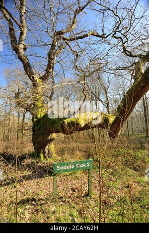 Saddle Oak 1 in Savernake Forest Stock Photo - Alamy