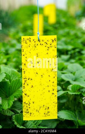 sticky plate for catching harmful insects in the greenhouse Stock Photo ...