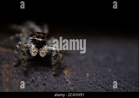a low key jumping spider Stock Photo - Alamy
