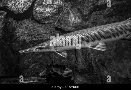 Long nose Gar swim in the Georgia Aquarium in Atlanta, Georgia USA ...