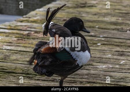 Male paradise shelduck standing on a tree trunk, New Zealand native ...