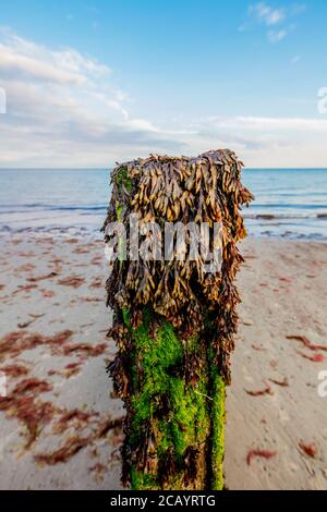 Breakwater groynes covered in wet green moss on beach at Littlehampton ...