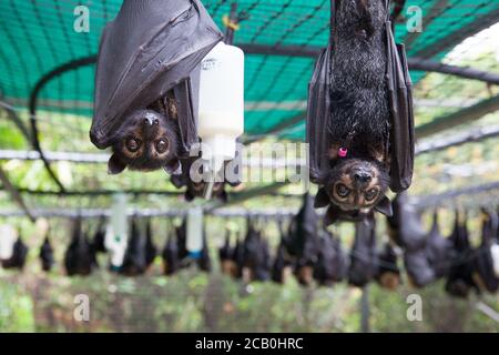 Heat stress survivors. Spectacled Flying-fox orphans (Pteropus ...