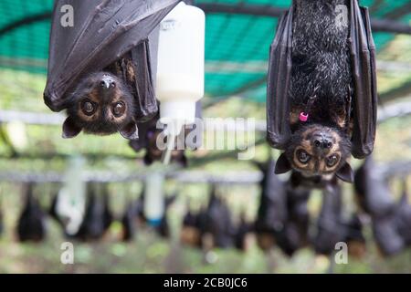 Heat stress survivors. Spectacled Flying-fox orphans (Pteropus ...