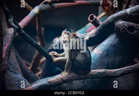 A group of young Southern pig-tailed macaque Macaca nemestrina, medium ...