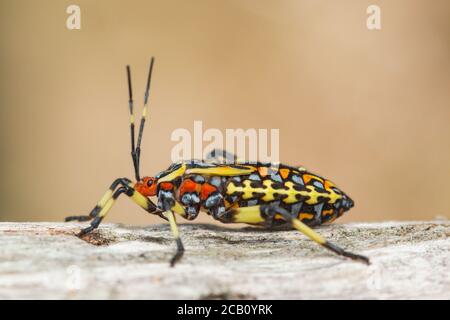 Immature Giant Mesquite Bug of the genus Thasus (Hemiptera, Coreidae ...