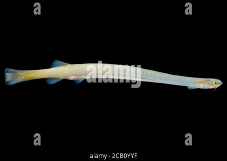Vandellia cirrhosa, candiru Stock Photo - Alamy