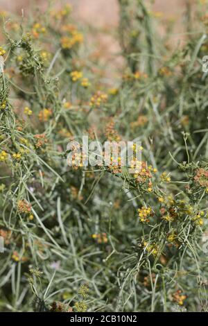 Yellow Inflorescences, Utah Vine Milkweed, Funastrum Utahense ...