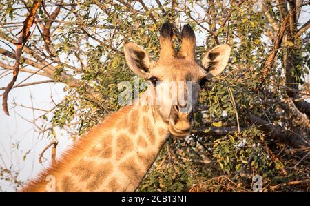 Close up of the skin of a giraffe covered with viral warts Stock Photo ...