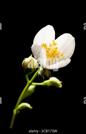 Jasmine flower/plant against black background Stock Photo - Alamy