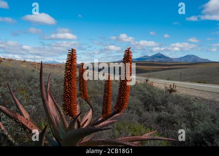 Aloe season in the Karoo flowering displaying red blossoms and ...