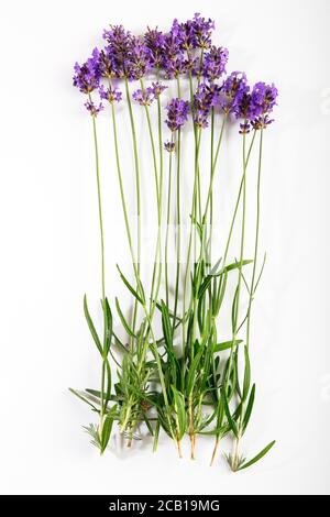 Common lavender (Lavandula angustifolia), Germany Stock Photo - Alamy