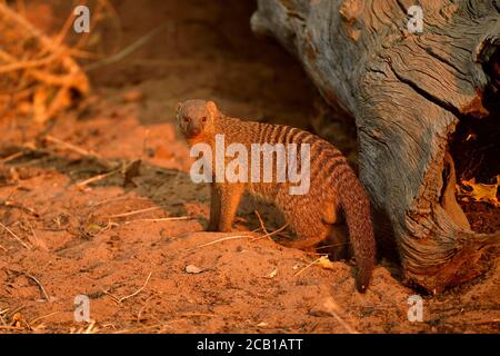 Banded Mongoose (Mungos mungo), Chobe National Park, Botswana Stock ...