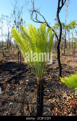 Fire damaged trees and bush showing regrowth a year after a bushfire ...