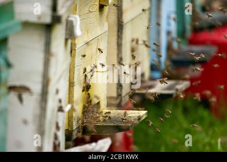 Closeup of bee hives with bees swarming around Stock Photo - Alamy