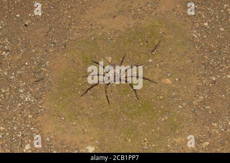 Huntsman spider (Heteropoda venatoria), Isehara City, Kanagawa ...