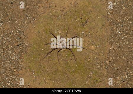 Huntsman spider (Heteropoda venatoria), Isehara City, Kanagawa ...