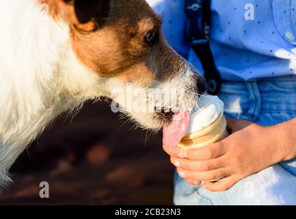 Dog eating ice cream, doggy ice cream, dog ice cream, ice cream for ...