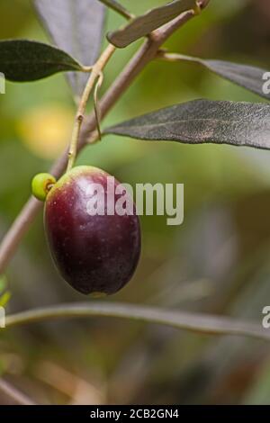 Single fresh green olive twig close up isolated on white background ...