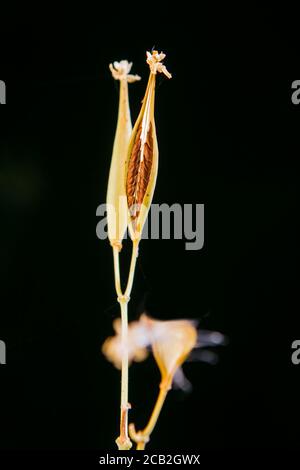 Milkweed seed pods opening to release the seeds Stock Photo - Alamy