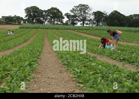 SPINACH OFFICE, LONDON, UK Stock Photo - Alamy