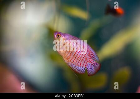 Closeup shot of a Lalius fish on the aquarium Stock Photo - Alamy