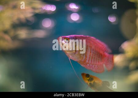 Closeup shot of a Lalius fish on the aquarium Stock Photo - Alamy