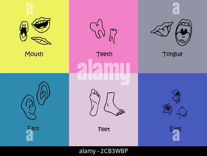 Human body parts collection set Stock Vector Image & Art - Alamy