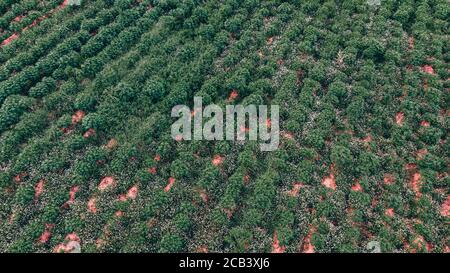 Aerial view of a cassava fields Stock Photo - Alamy