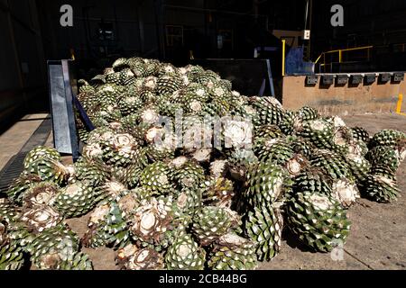 The IMAG distillation plant where blue agave plants are processed into ...