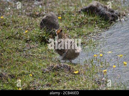 Common Snipe on the edge of a loch in Fetlar, Shetland, UK Stock Photo ...