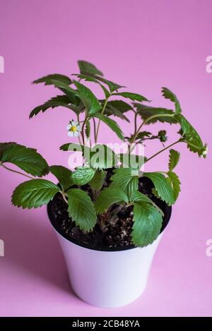 Strawberry bush in container pot, female showing mineral fertilizer for ...