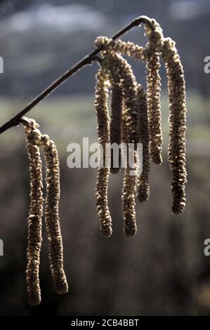 Hazel catkins (Corylus sp.) in Swiss village in the Spring Stock Photo ...