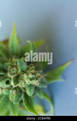 Close-up bump cannabis plant. Concept farm marijuana plantation. Can of ...