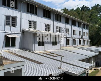 dh Geragama Tea Estate KADUGANNAWA SRI LANKA Sri Lankan teas bush plant ...