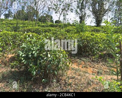 dh Geragama Tea Estate KADUGANNAWA SRI LANKA Sri Lankan factory ...