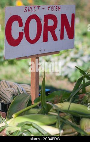 A fresh sweet corn sign Stock Photo - Alamy