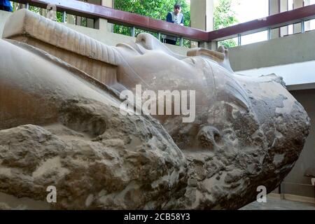 The colossal carved limestone head of Pharaoh Ramesses ll on display ...
