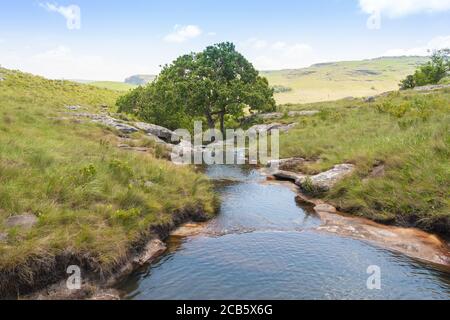Landscape along a tributary of the Bulolo River in Umtamvuna Nature ...