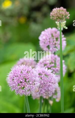 siberian garlic chives, allium nutans Stock Photo - Alamy