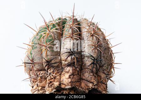 Cactus disease dry root rot caused by fungi, severe damage fungi ...